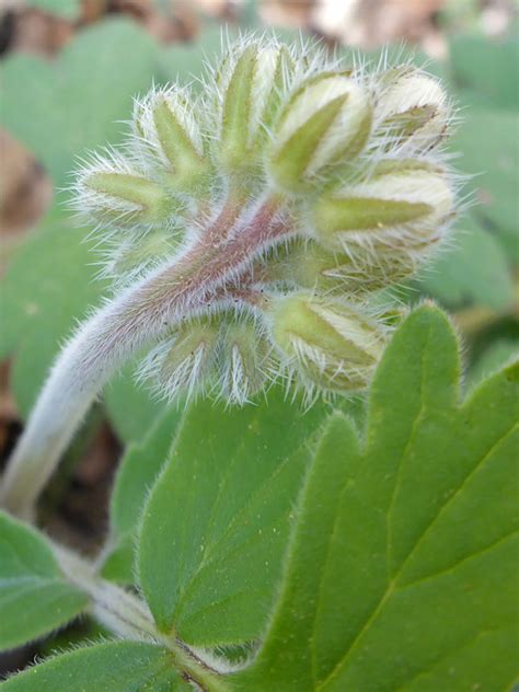 Hairy Sepals Photos Of Hydrophyllum Occidentale Boraginaceae