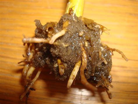 University Of Illinois Plant Clinic Greenhouse Poinsettias With