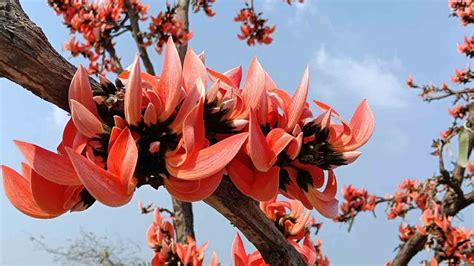 Modugu Puvvu విరబూస్తూ బాటసారులకు కనువిందు చేస్తూ Namasthe Telangana