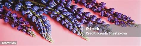 분홍색 배경 플랫 평지에 만개 블루 라일락 색상의 루핀 꽃 기치 0명에 대한 스톡 사진 및 기타 이미지 0명 가득 찬 개념 Istock