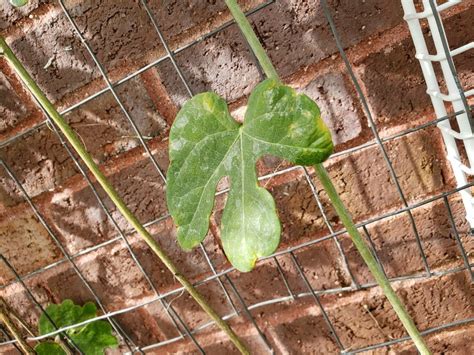 Adenia Stylosa H Perrier Hearn World Flora Pl Ntnet Identify