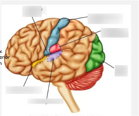 Primary Vestibular Area Diagram Quizlet
