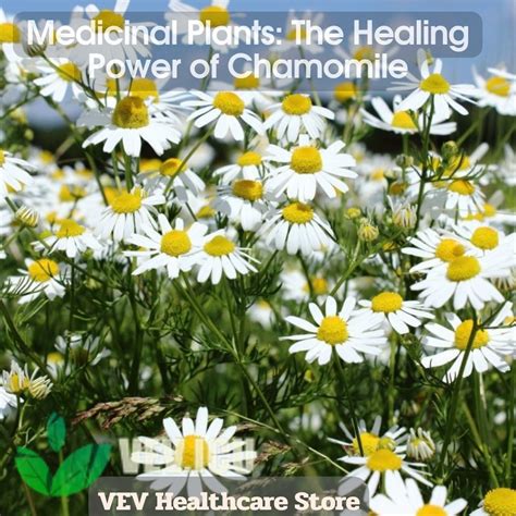 Stinking Chamomile Medicinal Uses At Nelson Roberto Blog