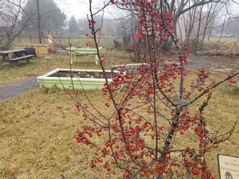 Whats This Small Cherry Tree