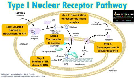 Nuclear Receptors Type I And Type Ii Nuclear Receptor Pathway Steps