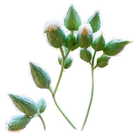 Download Catnip Flower Blooms Png Gfn1