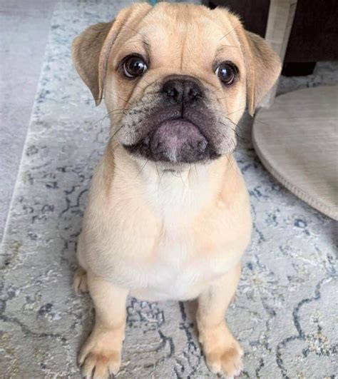 Bull Pug English Bulldog Pug Mix Info Pictures Facts Faq And More
