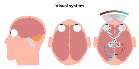 Brain Thalamus Vectors And Illustrations For Free Download Freepik