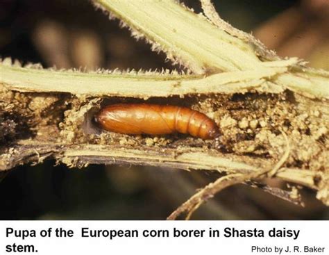 European Corn Borer On Ornamentals Nc State Extension Publications