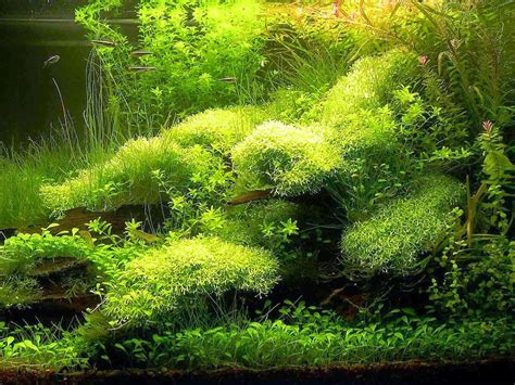 Блог начинающего аквариумиста: Фоны для аквариума | Аквариум, Водный ...