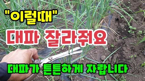 대파자르는이유 대파 이럴때 잘라주면 대파가 튼튼하게 쓰러지지 않고 잘 자랍니다 대파북주는방법 대파키우기 꿀팁 Youtube