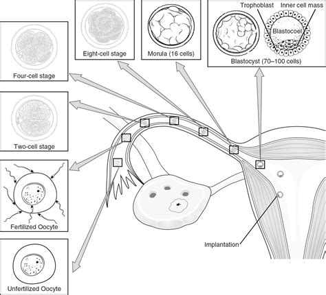 105 Fetal Growth And Development Medicine Libretexts