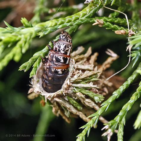 About Evergreen Bagworm Moth Maryland Biodiversity Project