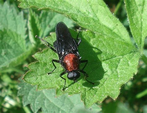 Cephippium Insektarium