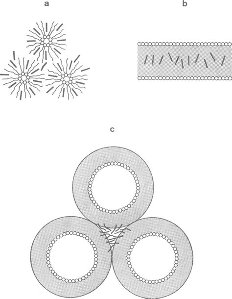 schematic representation showing the location of n dodecane black