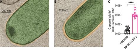 Capsular Polysaccharide Is Essential For The Virulence Of The