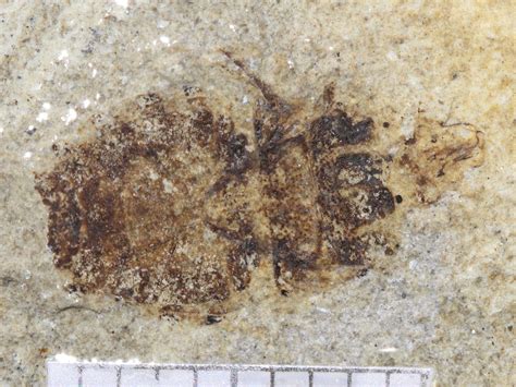 Assassins Bug Fossil Id The Fossil Forum