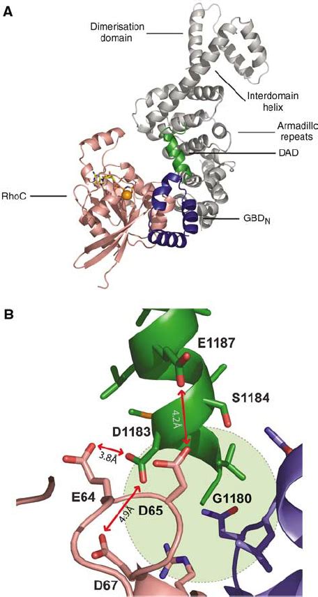 Structural Model For Release Of Dad By Rho Binding Download Scientific Diagram