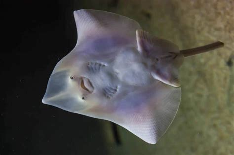 What Is Skate Fish Seafood Society