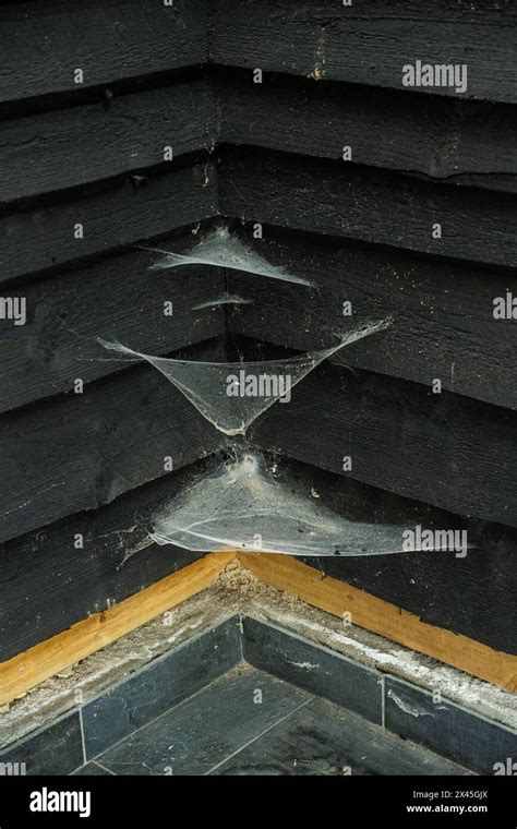 Multiple Spiders Web In A Corner By Black Walls Stock Photo Alamy