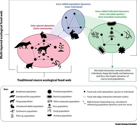food webs in food webs the micro macro interplay of multilayered