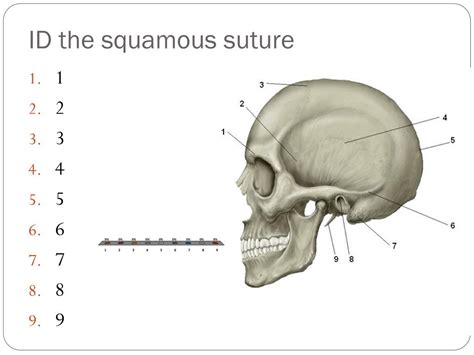 Ppt The Axial Skeleton Powerpoint Presentation Free Download Id