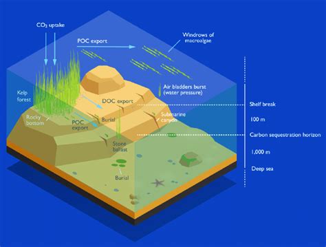 Macroalgae As Carbon Donors Conceptual Diagram Of The Pathways For Download Scientific Diagram