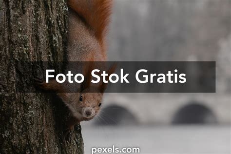 50000 Foto Wallpaper Cbum Terbaik · Unduh Gratis 100 · Foto Stok Pexels