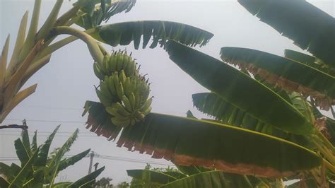 ဆည်ကြီးကျေးရွာတွင် ငှက်ပျောပင်များ တစ်နိုင်တစ်ပိုင် စိုက်ပျိုးခြင်းဖြင့