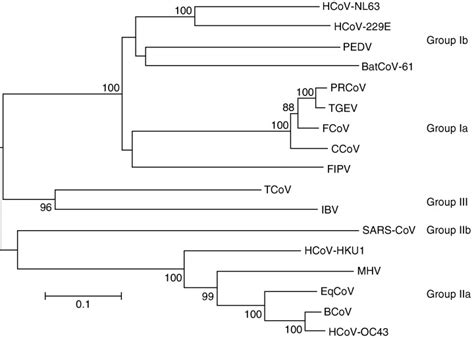 Human Coronavirus Nl63 A New Respiratory Virus Pmc