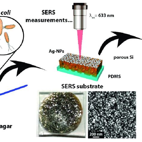 Scheme Of The Surface Enhanced Raman Spectroscopy Sers Analysis Of E Download Scientific