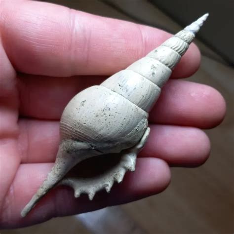 A Super Rare Fossil Tibia Verbeeki Gastropod Strombus Miocene Of Java Eur 100 Picclick It