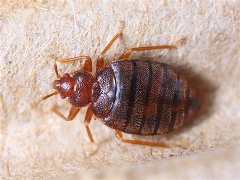 6 Things You Probably Didn T Know About Bedbug Sex Dr Carin Bondar