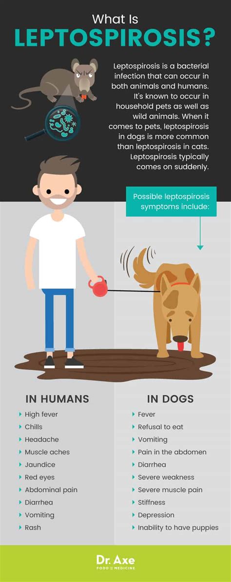 Leptospirosis Symptoms
