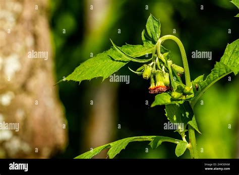 Crassocephalum Crepidioides Also Called Ebolo Thickhead Redflower