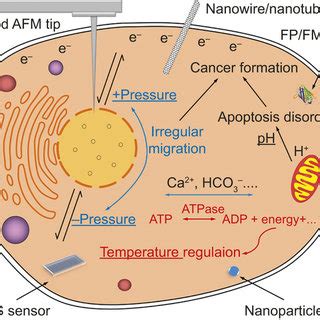 Schematic Showing Representative Intracellular Properties And Their