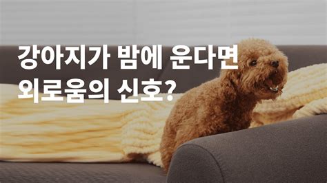 강아지가 밤에 울어요 그 이유는 이것 때문 Youtube