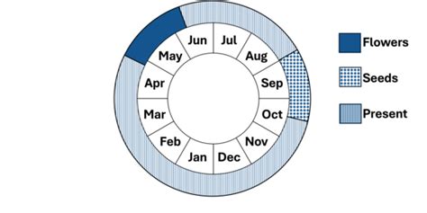 Eastern Dwarf Mistletoe