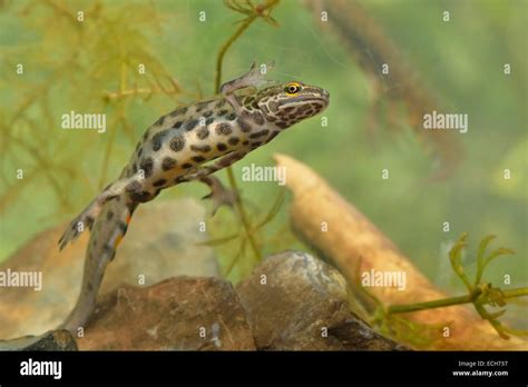 Smooth Newt Breeding Colours Hi Res Stock Photography And Images Alamy