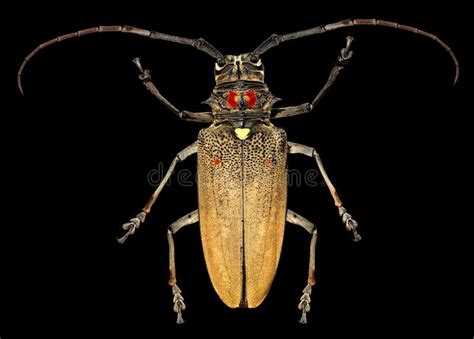 Fig Tree Borer Stock Image Image Of Borers Pests Bugs 36980963