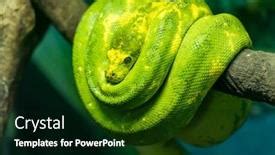 Best Python Themed Templates For PowerPoint Google Slides