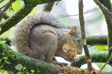 Sciurus Aestuans Linnaeus 1766