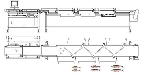 Seafood Fish Sorting Conveyor