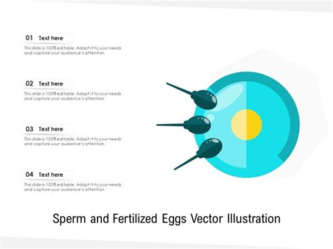 Sperm And Fertilized Eggs Vector Illustration Ppt Powerpoint