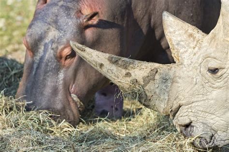 Whats The Difference Between A Hippo And A Rhino