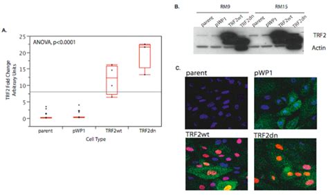 ectopic expression of trf2 in human mammary epithelial cells download