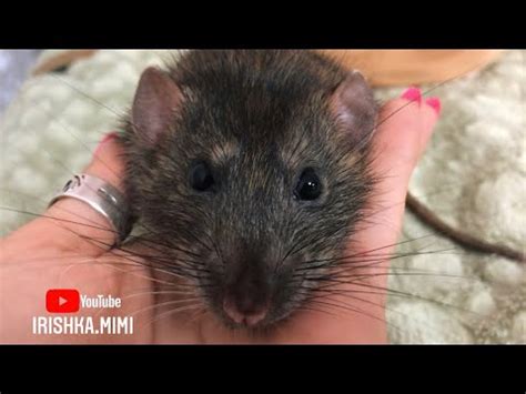 Крыса дамбо 🐀 - YouTube