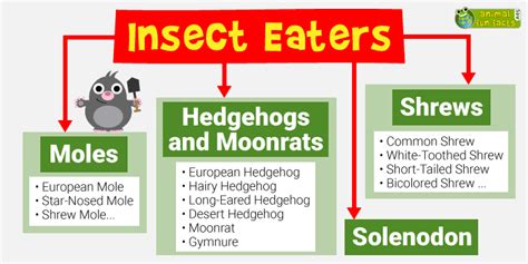 Insect Eaters
