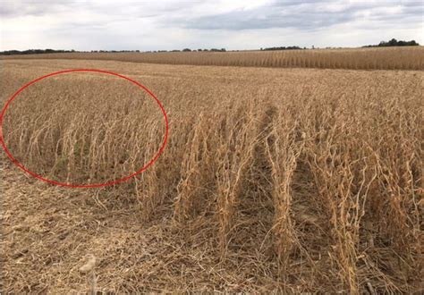 Got A Hanker To Learn About Soybean Stem Canker Field Advisor