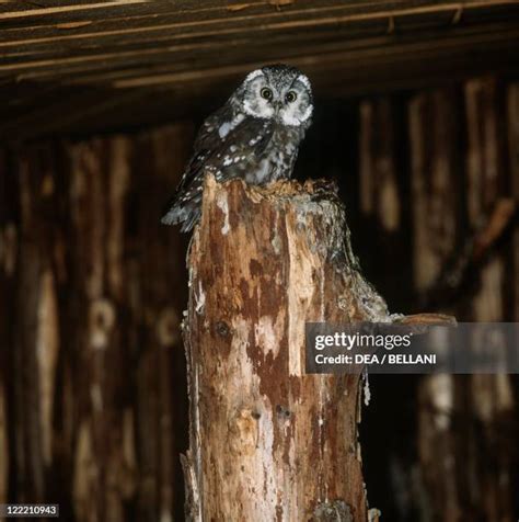 Striormes Photos And Premium High Res Pictures Getty Images